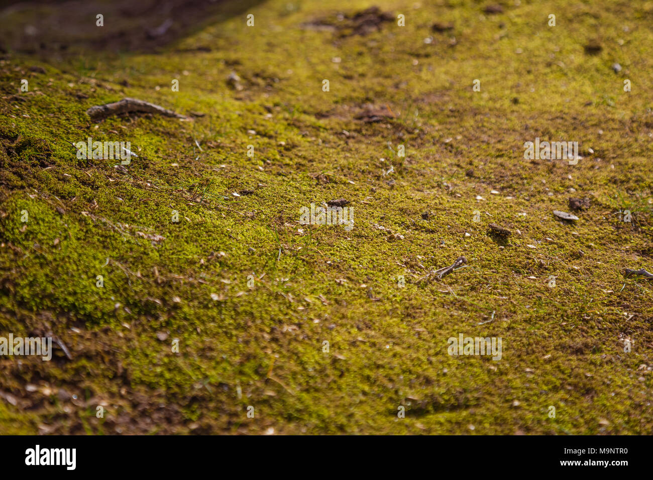 Plant root hairs hi-res stock photography and images - Alamy