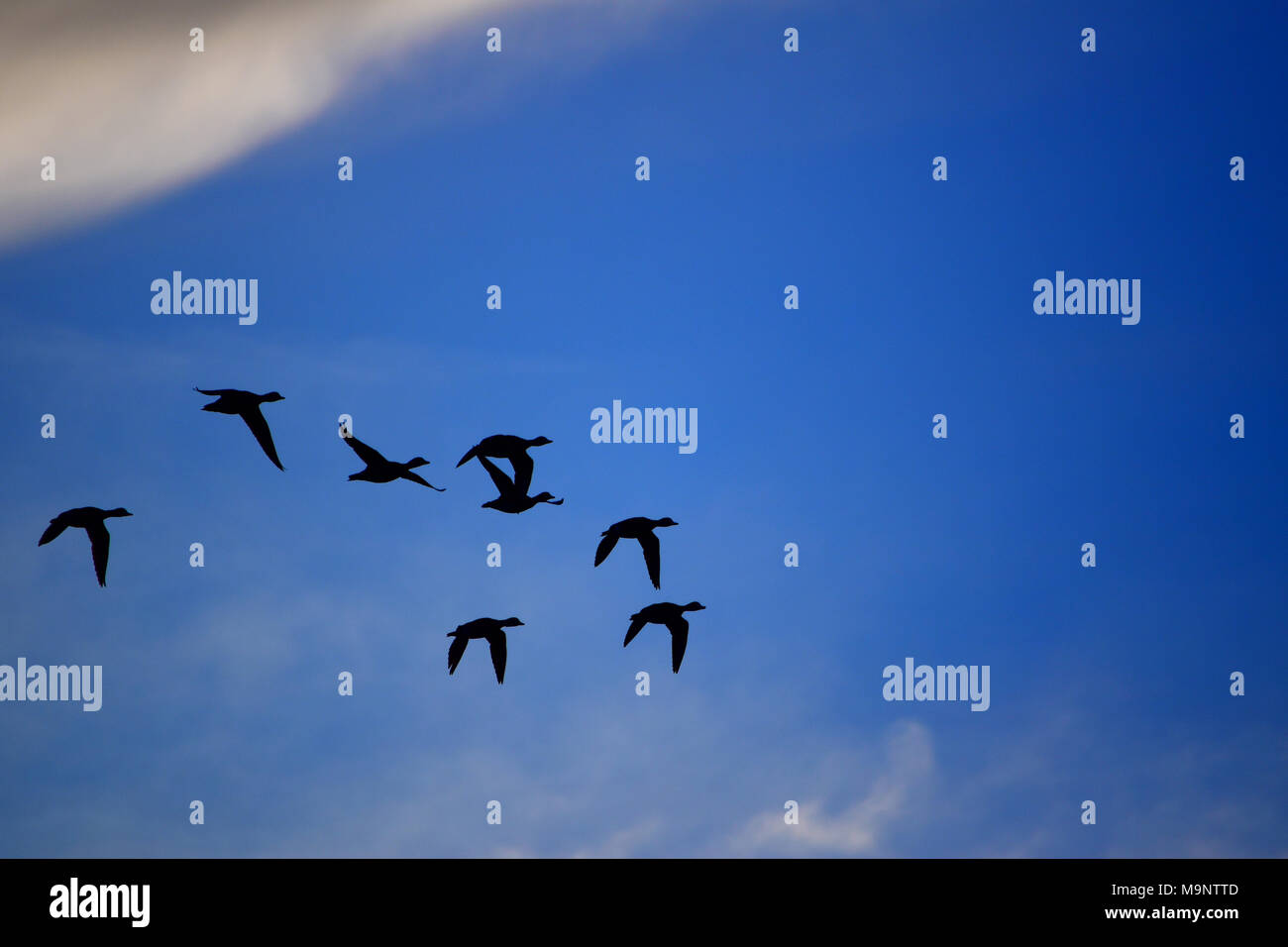 Birds flying at dusk Stock Photo - Alamy