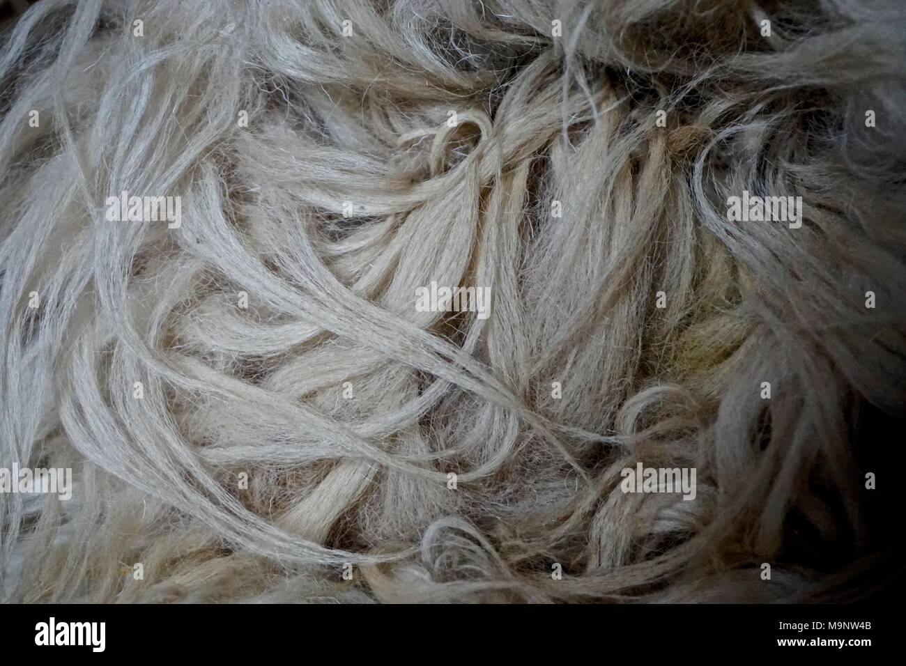 A pile of sheep wool sheared and ready for spinning and weaving Stock ...