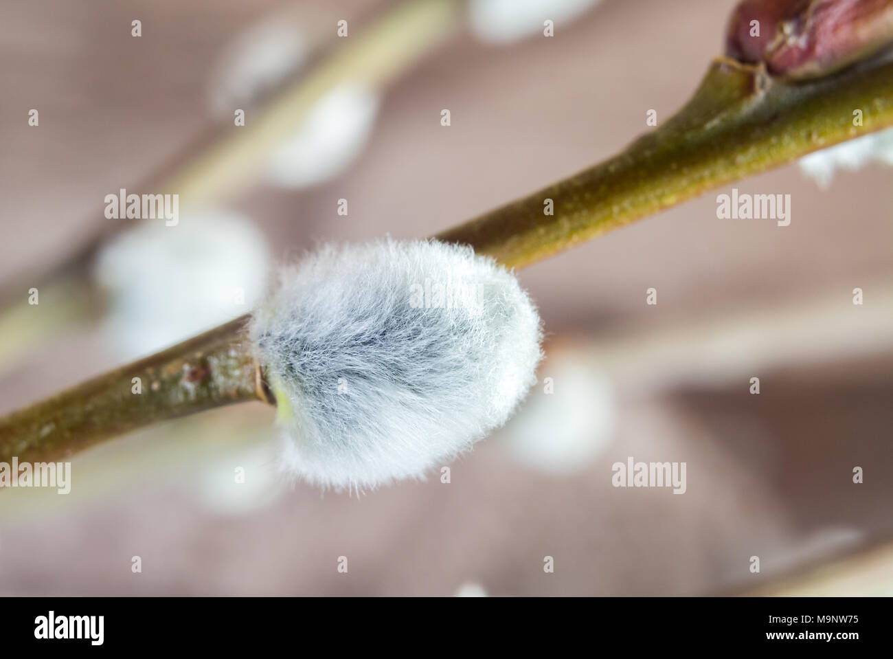 Salix caprea, Goat willow shrub twigs macro Stock Photo - Alamy