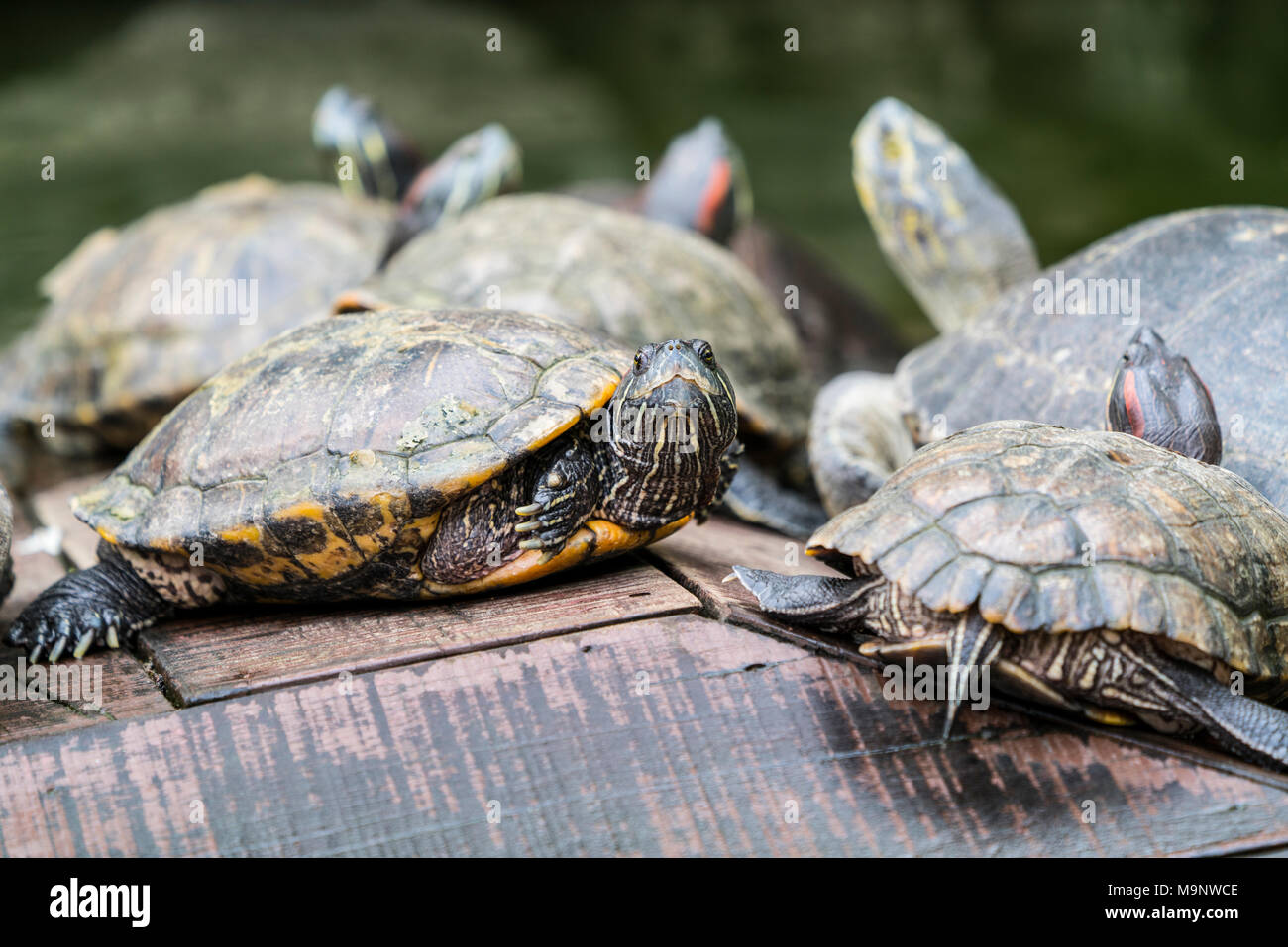Basking terrapins hi-res stock photography and images - Alamy