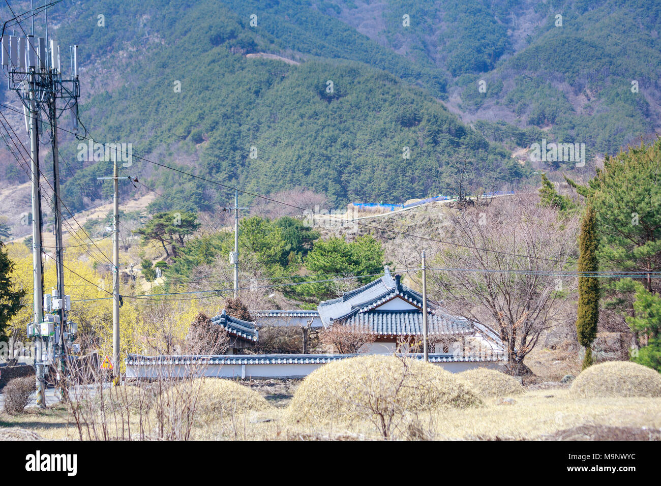 Gurye, South Korea - March 26, 2018 : Scenery of Cornus officinalis ...