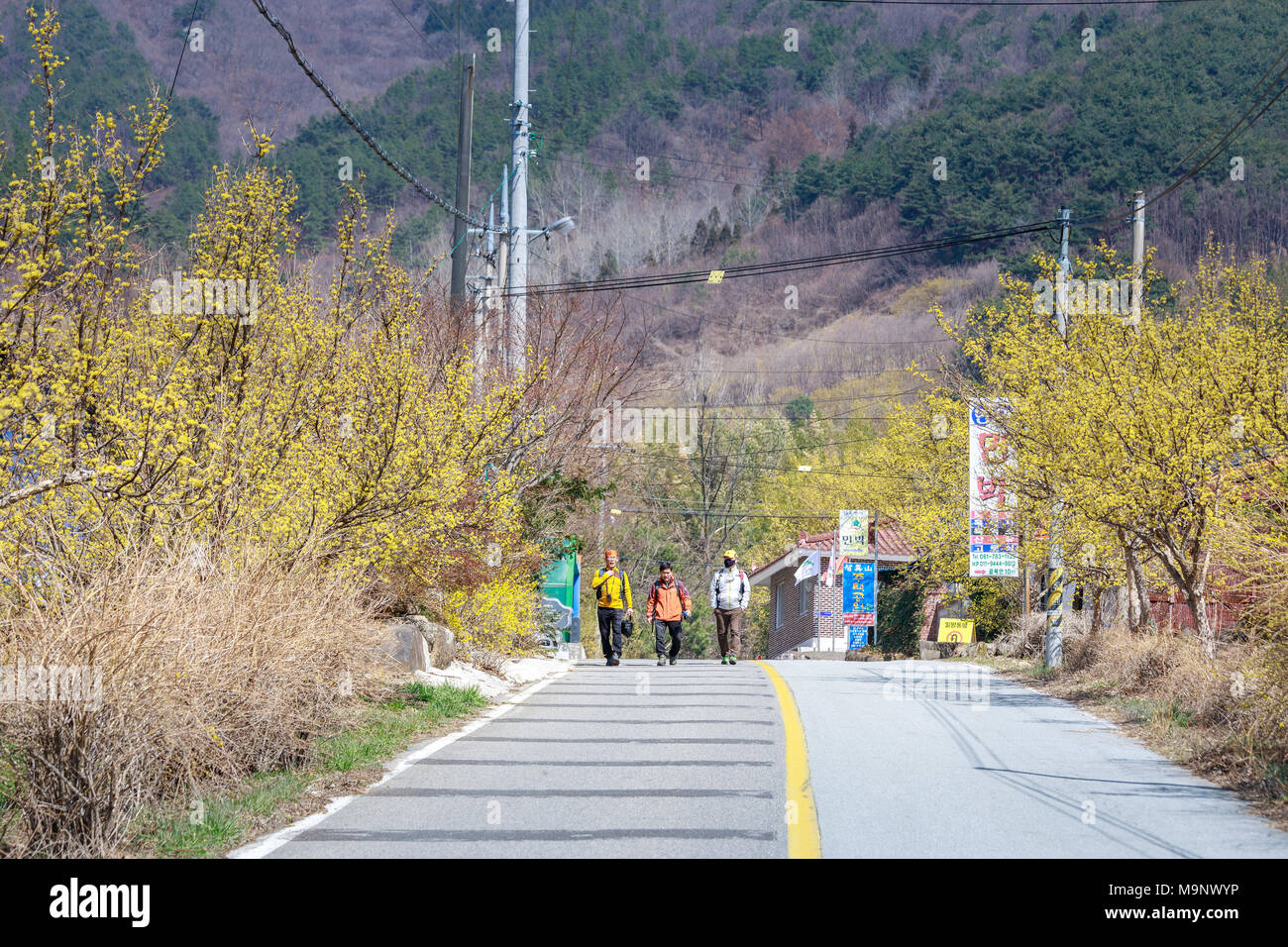 Gurye, South Korea - March 26, 2018 : Scenery of Cornus officinalis ...