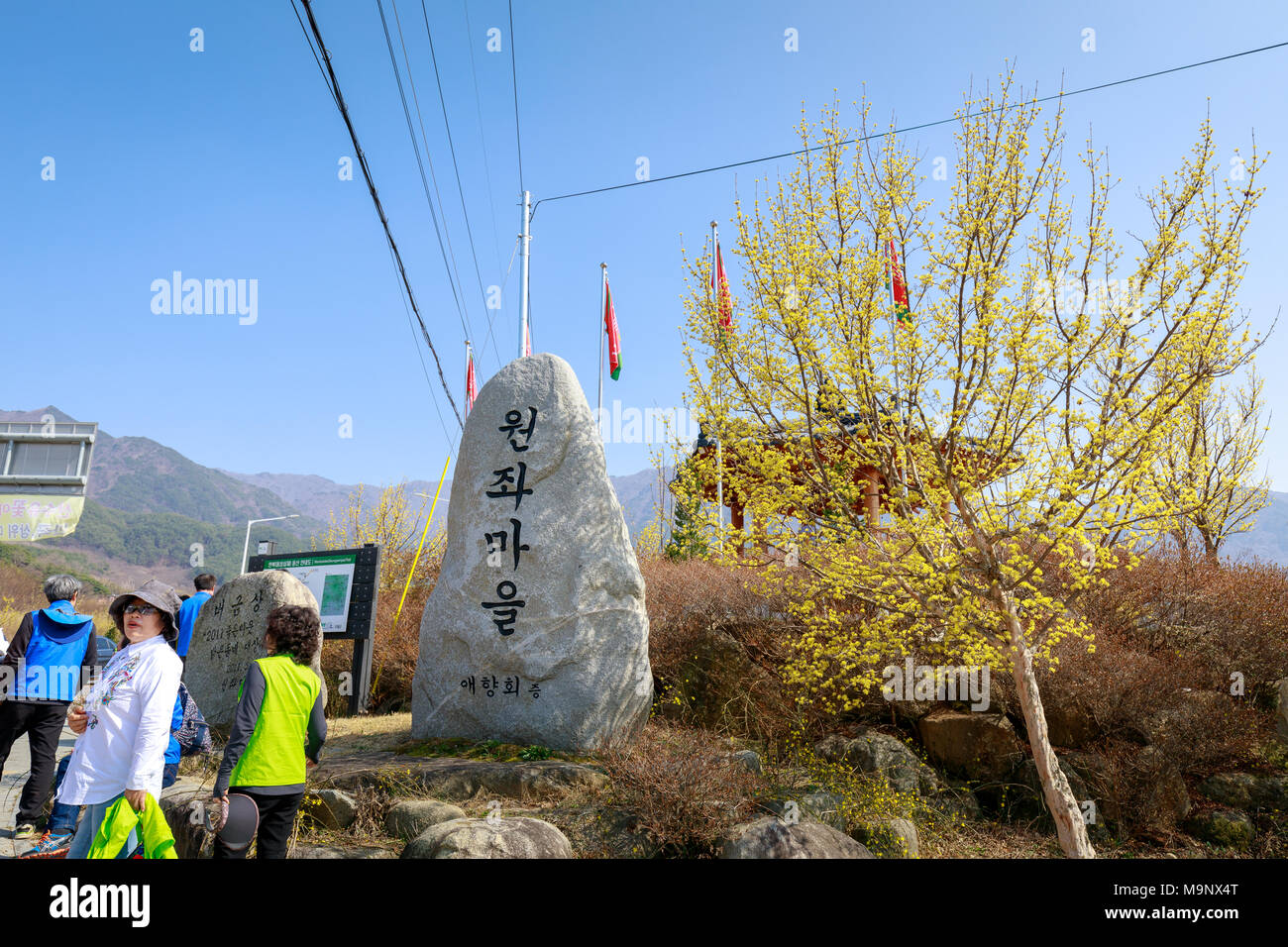 Gurye, South Korea - March 26, 2018 : Scenery of Cornus officinalis ...