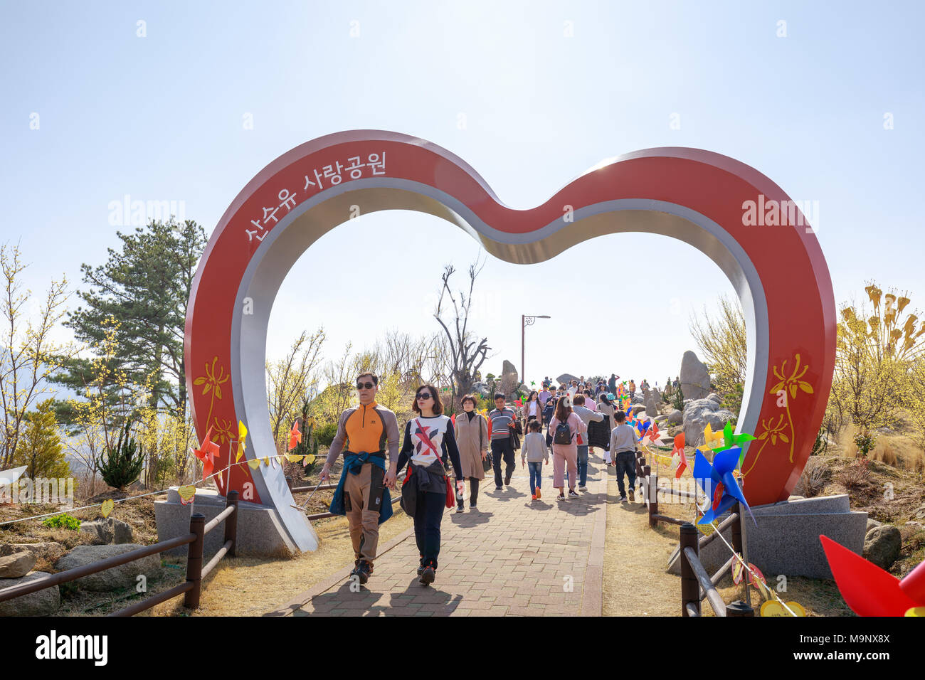 Gurye, South Korea - March 26, 2018 : Scenery of Cornus officinalis ...