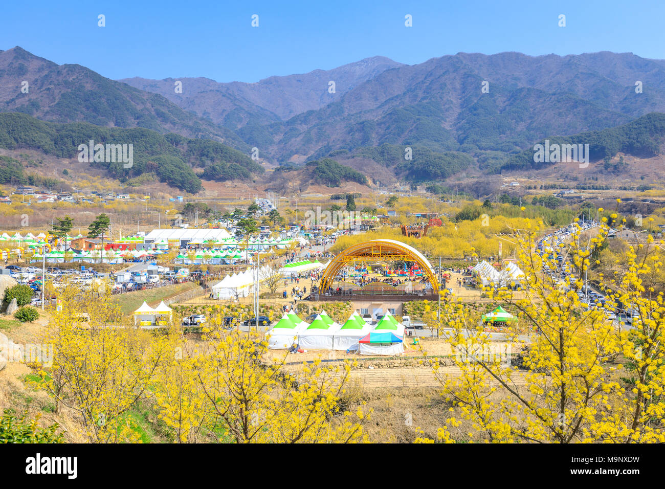 Gurye, South Korea - March 26, 2018 : Scenery of Cornus officinalis ...