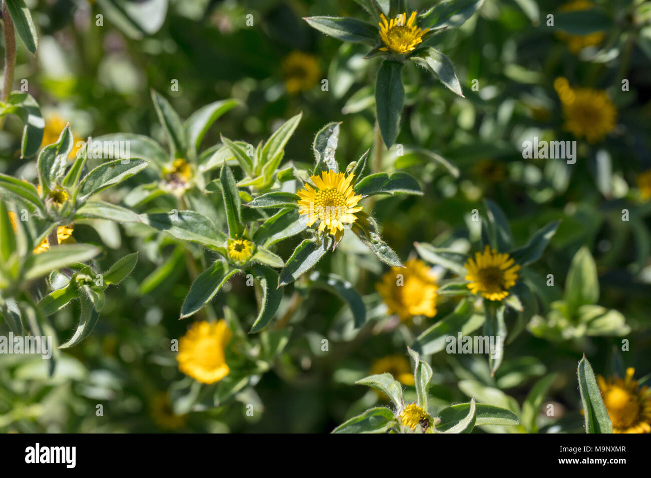 Asteriscus spinosus hi-res stock photography and images - Alamy