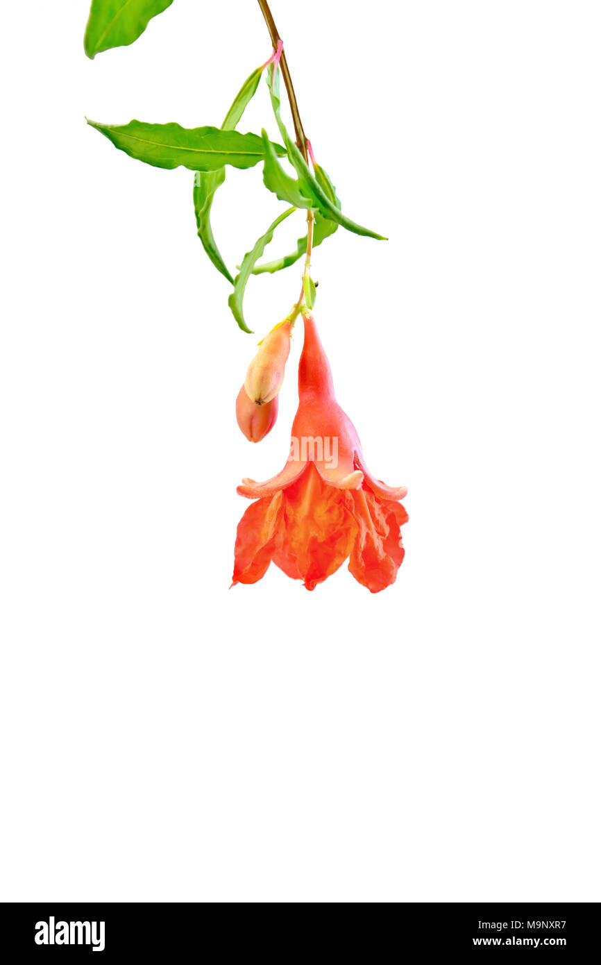 Red garnet flower on a branch with leaves isolated on white background ...
