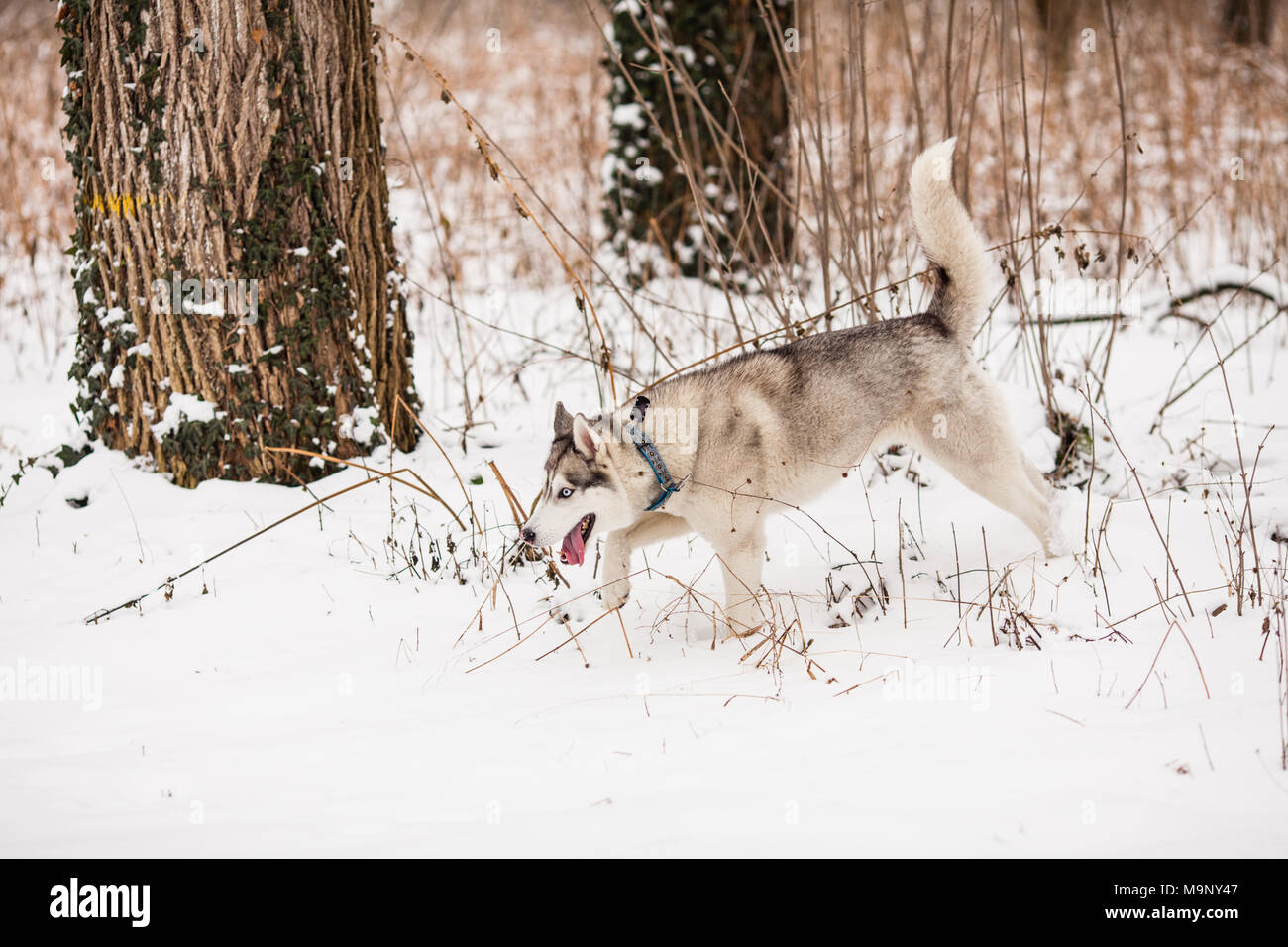 Husky is running Stock Photo - Alamy