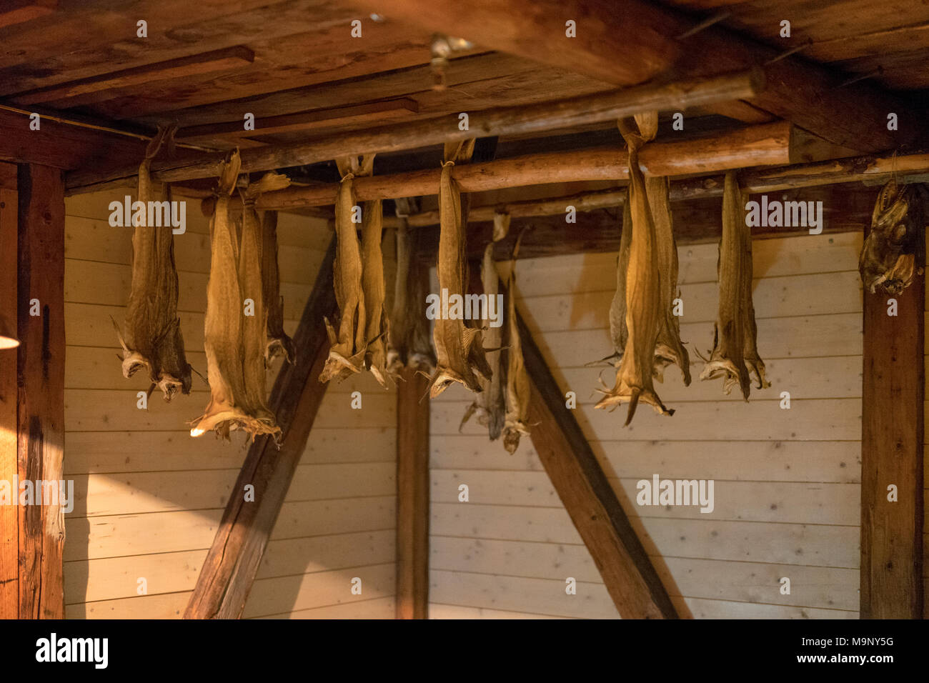 Drying stock fish hanging from the ceiling in Svinoya, Norway Stock ...