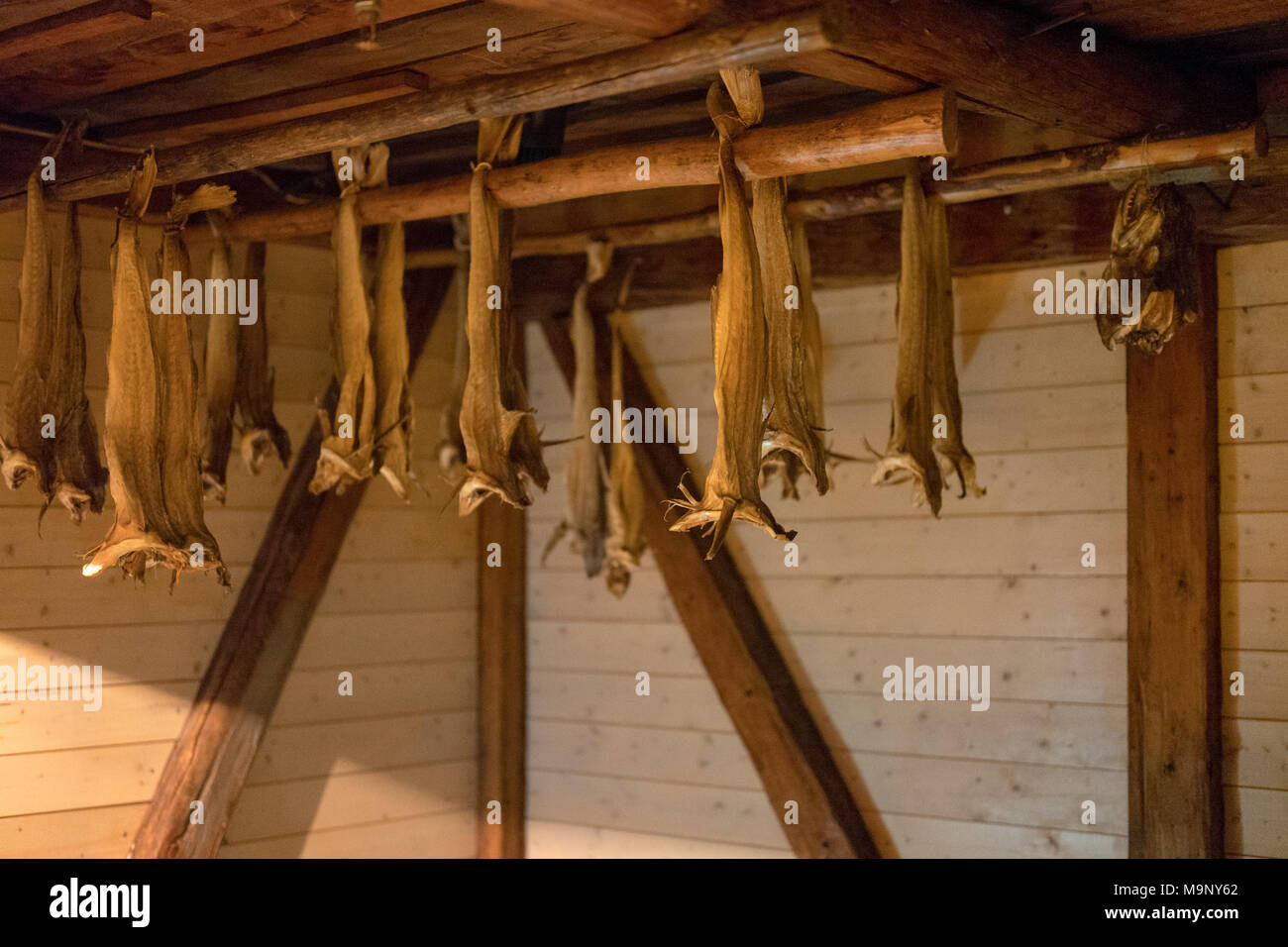 Drying stock fish hanging from the ceiling in Svinoya, Norway Stock ...