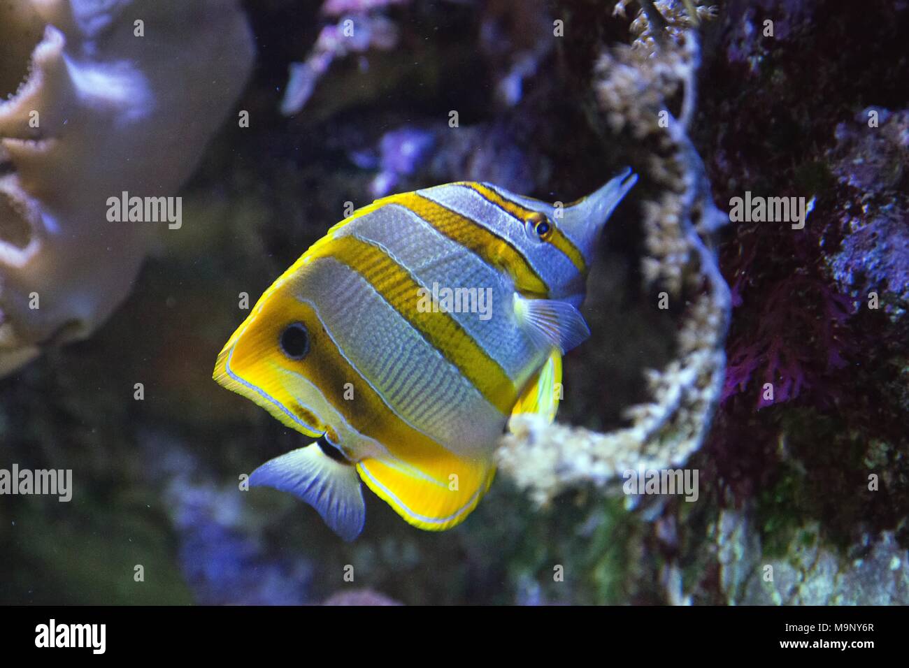 The Copperband Butterflyfish (Chelmon Rostratus) in a marine acquarium ...