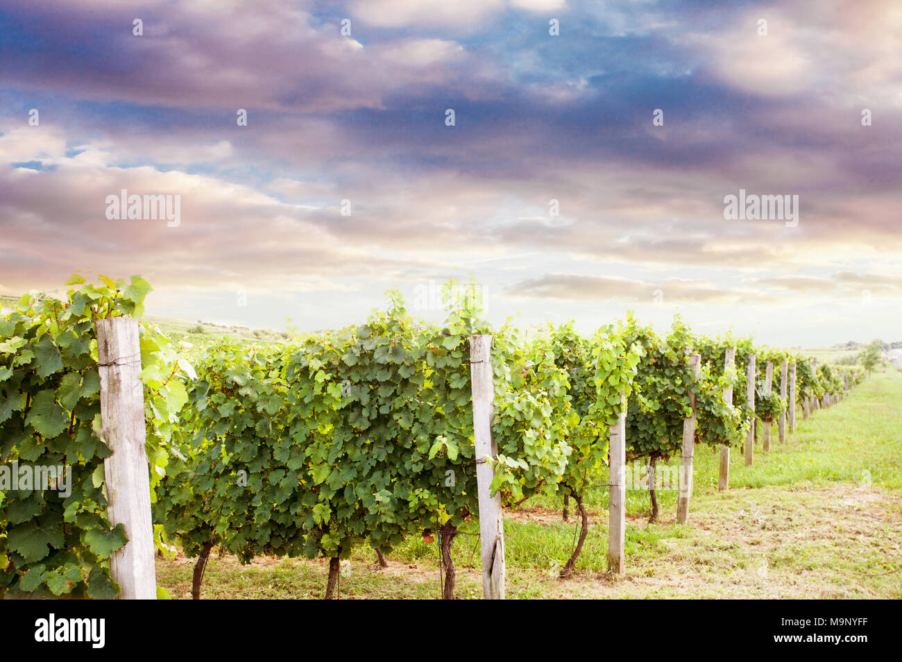Beautiful vineyard landscape Stock Photo - Alamy