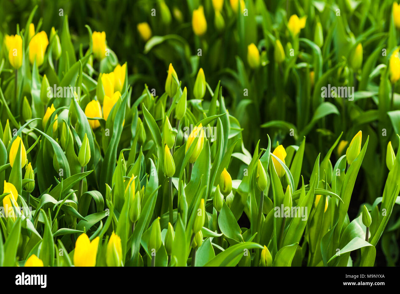 Spring background yellow tulips Stock Photo - Alamy