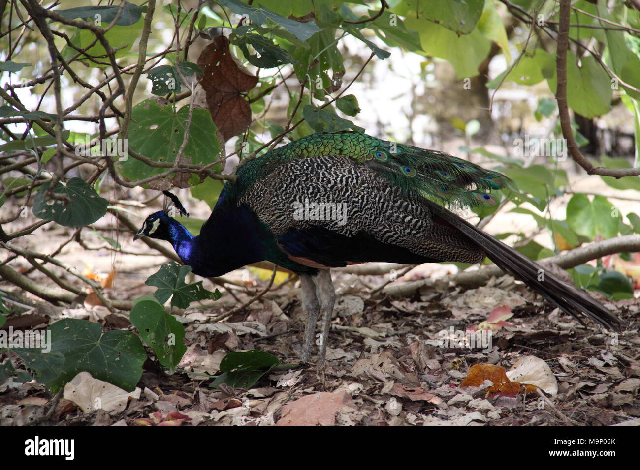 Indian peafowl pavo cristatus in hi-res stock photography and images ...