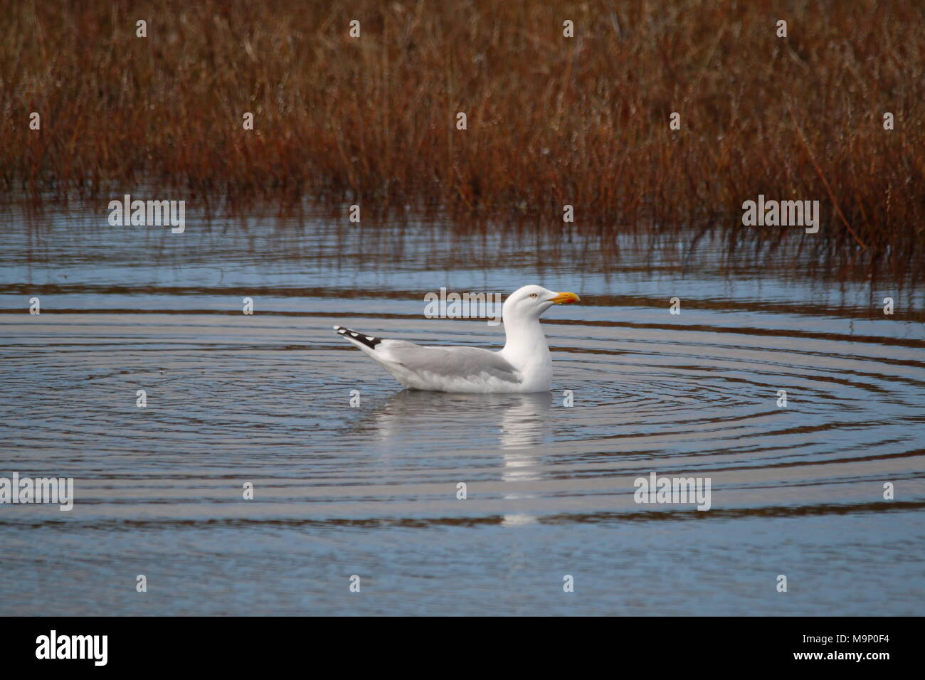 European herring gull or Larus argentatus is a kind of sea gull Stock ...