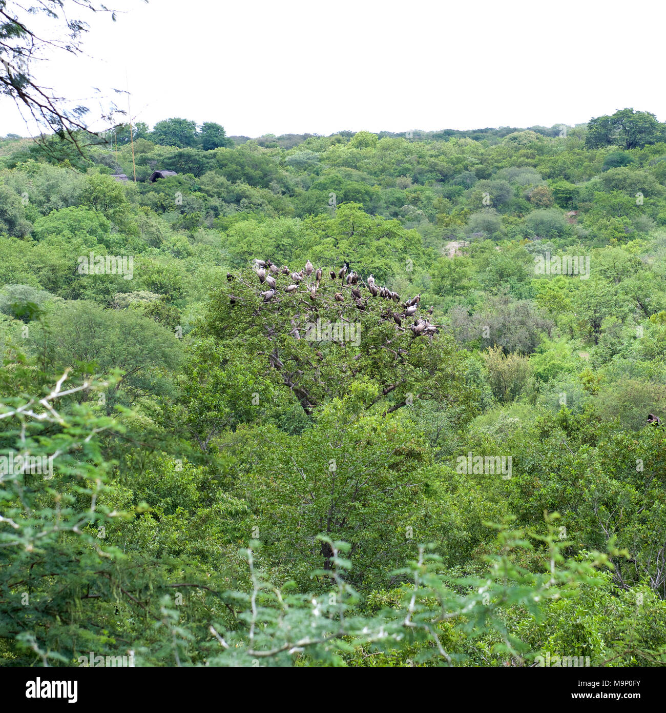 Kettle of vultures hi-res stock photography and images - Alamy