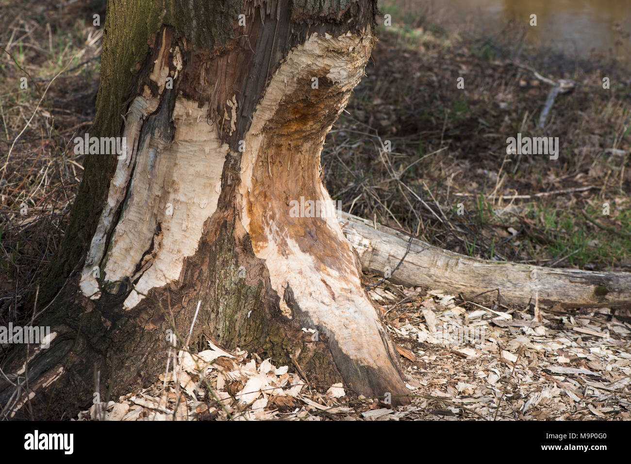 Gnaw marks hi-res stock photography and images - Alamy