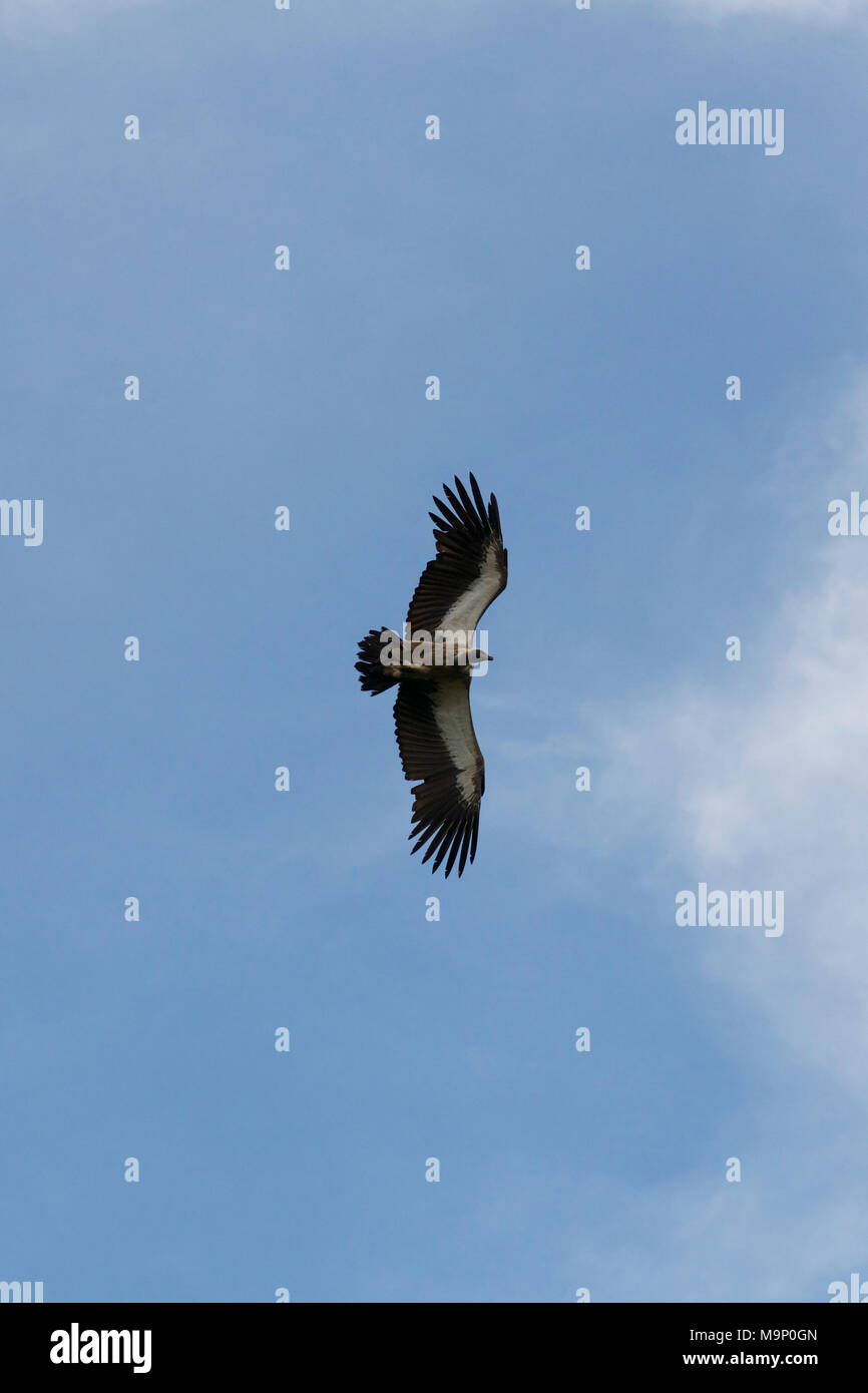 Kettle of vultures hi-res stock photography and images - Alamy