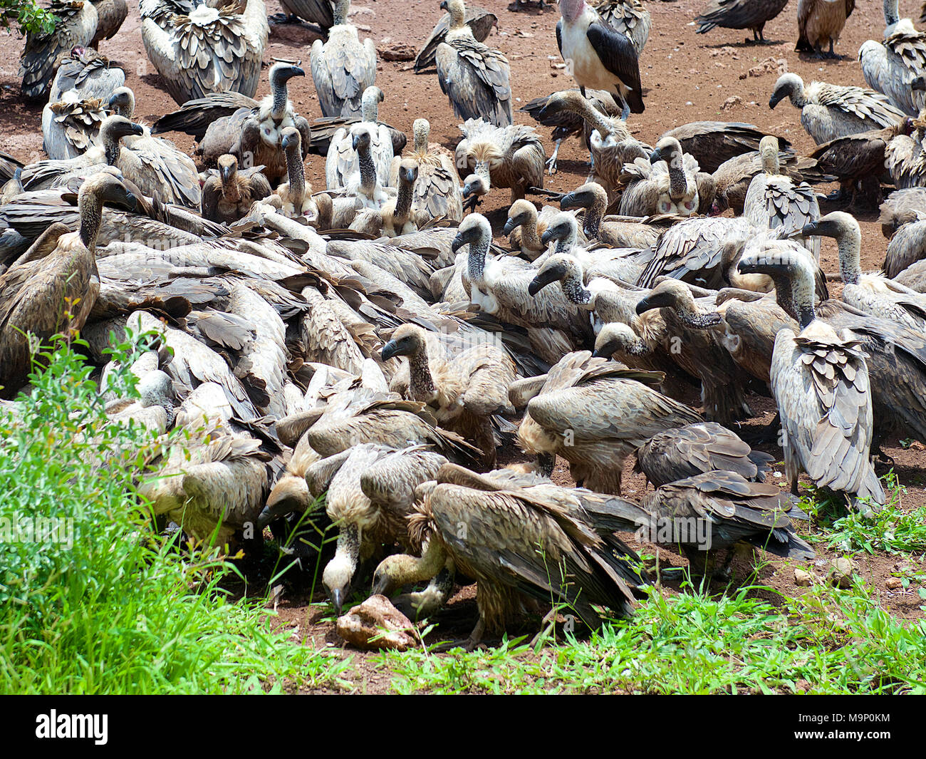 Kettle of vultures hi-res stock photography and images - Alamy