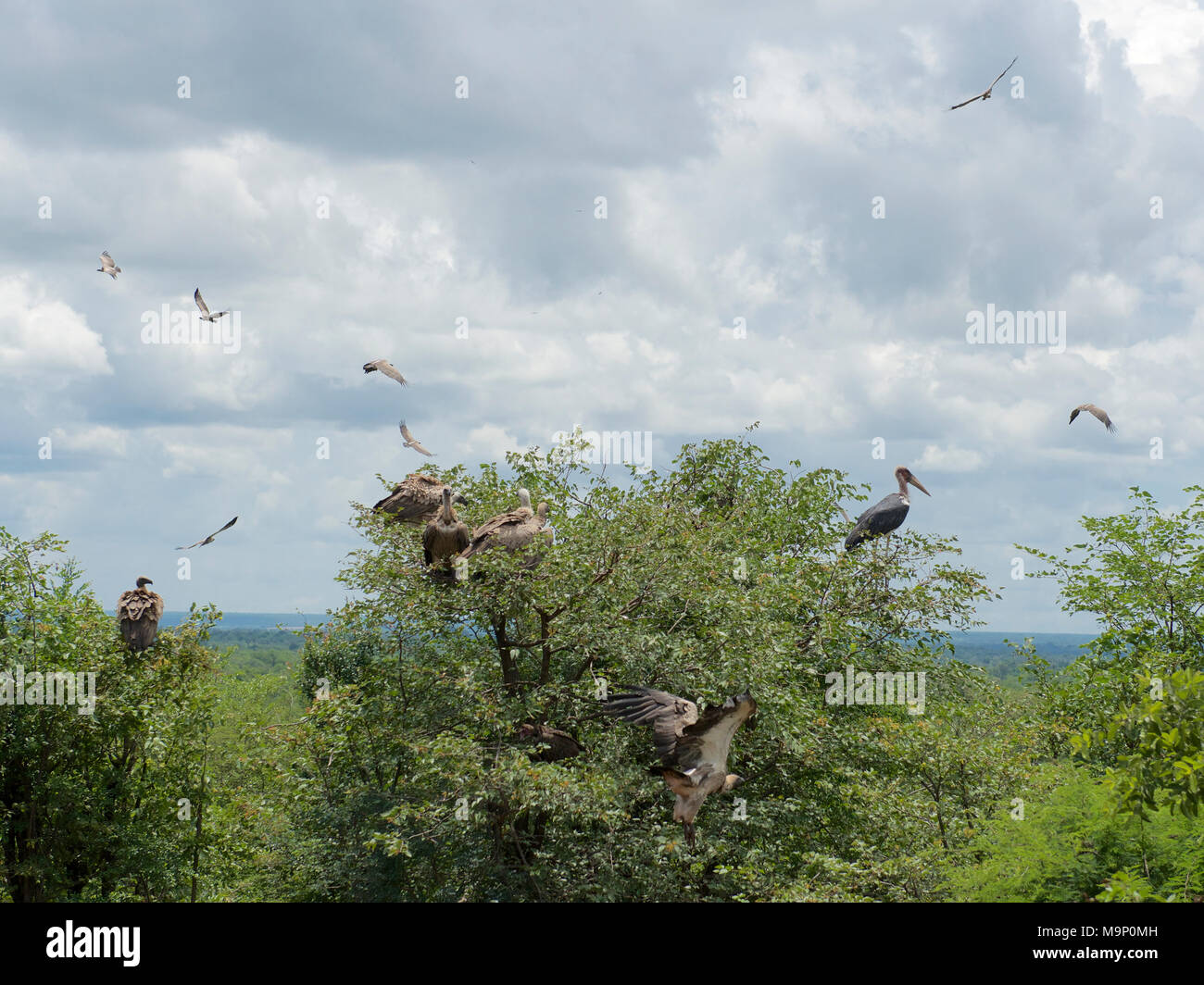 Kettle of vultures hi-res stock photography and images - Alamy