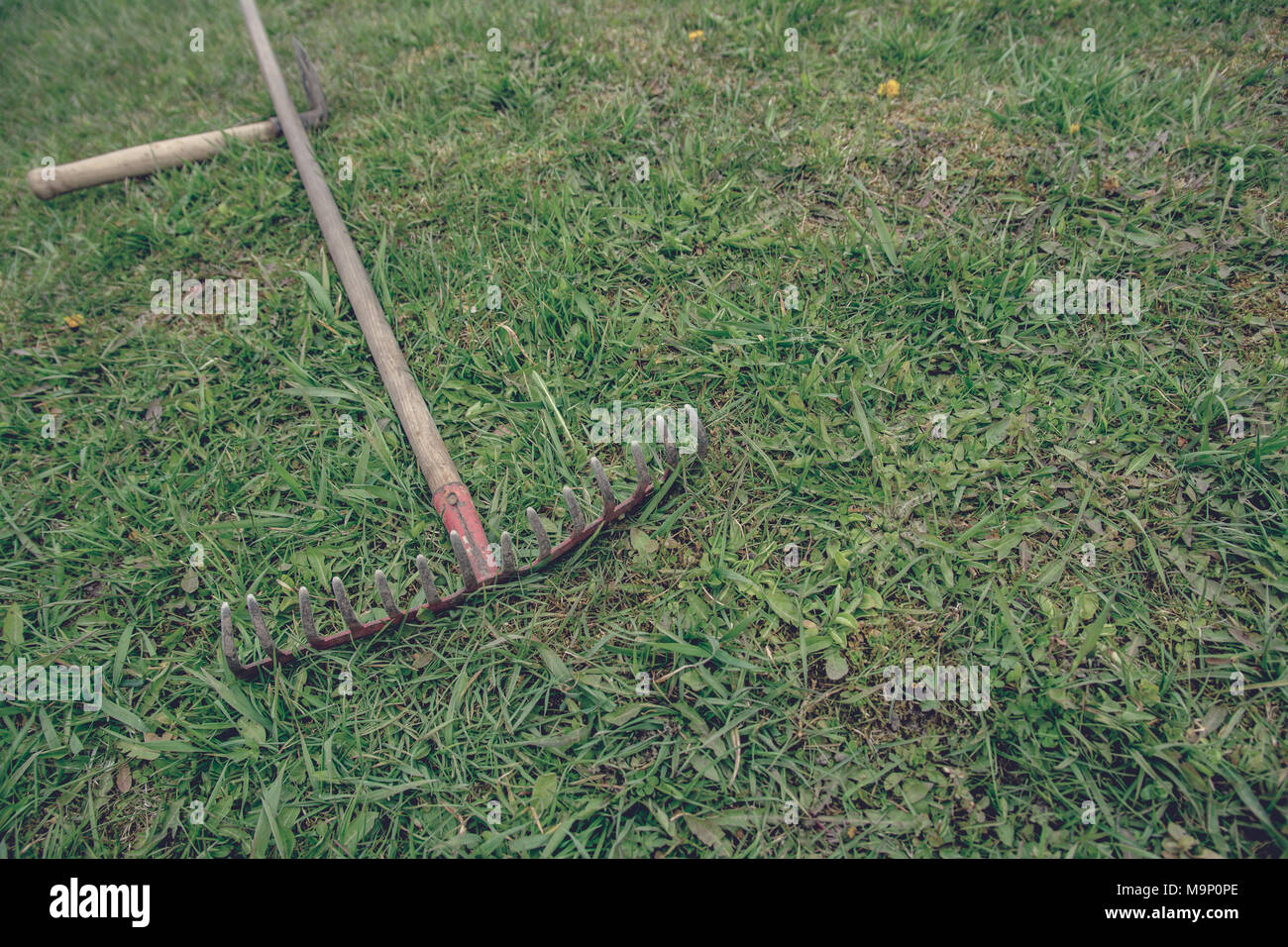 Old rake abandoned lying in green grass in summer. Matte effect Stock ...