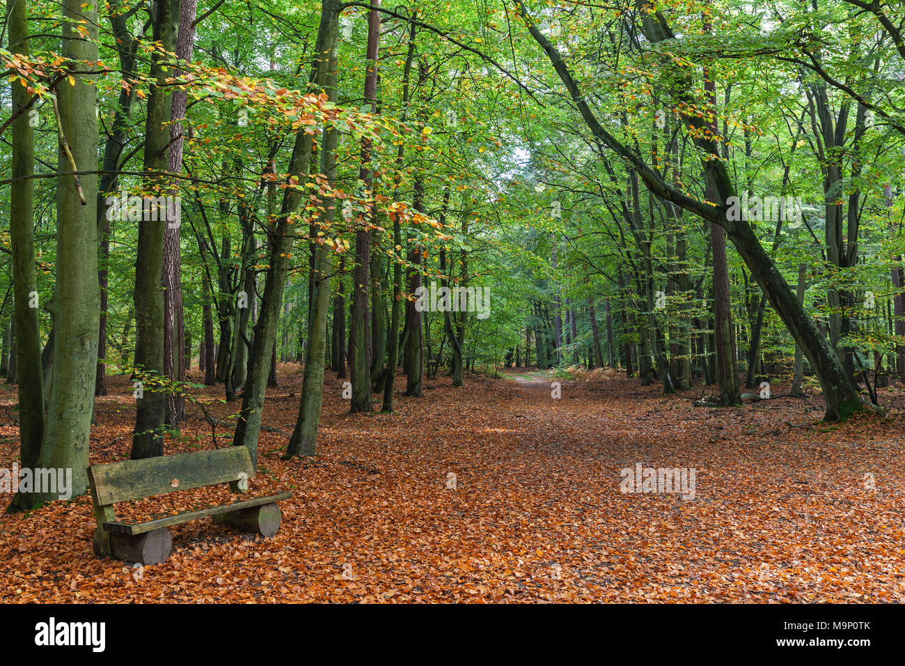 Beech forest, forest trail in autumn, Darß Forest, Darß, Fischland-Darß ...