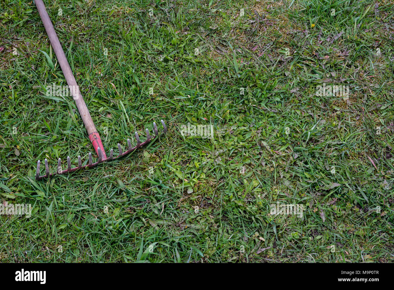 Old rake abandoned lying in green grass in summer. top view Stock Photo ...