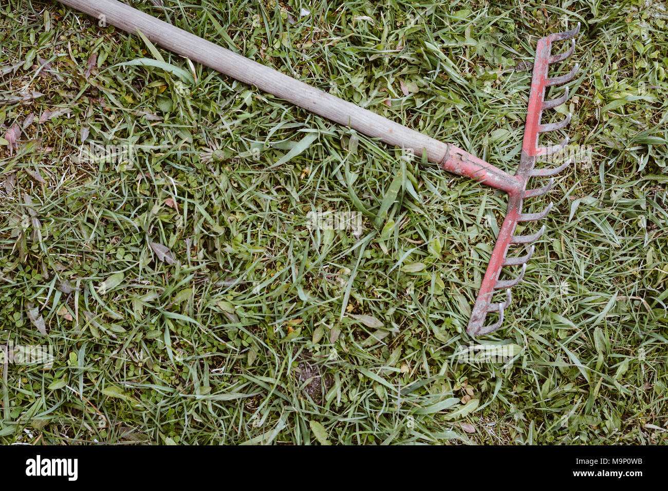 Old rake abandoned lying in green grass in summer. Film effect with ...