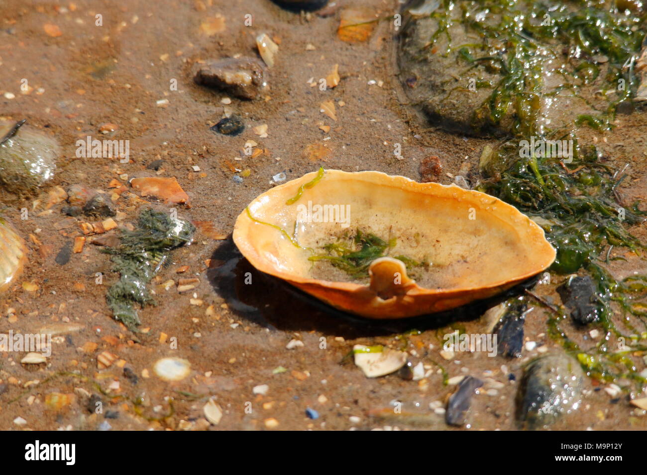 Sea shells at the shore Stock Photo - Alamy
