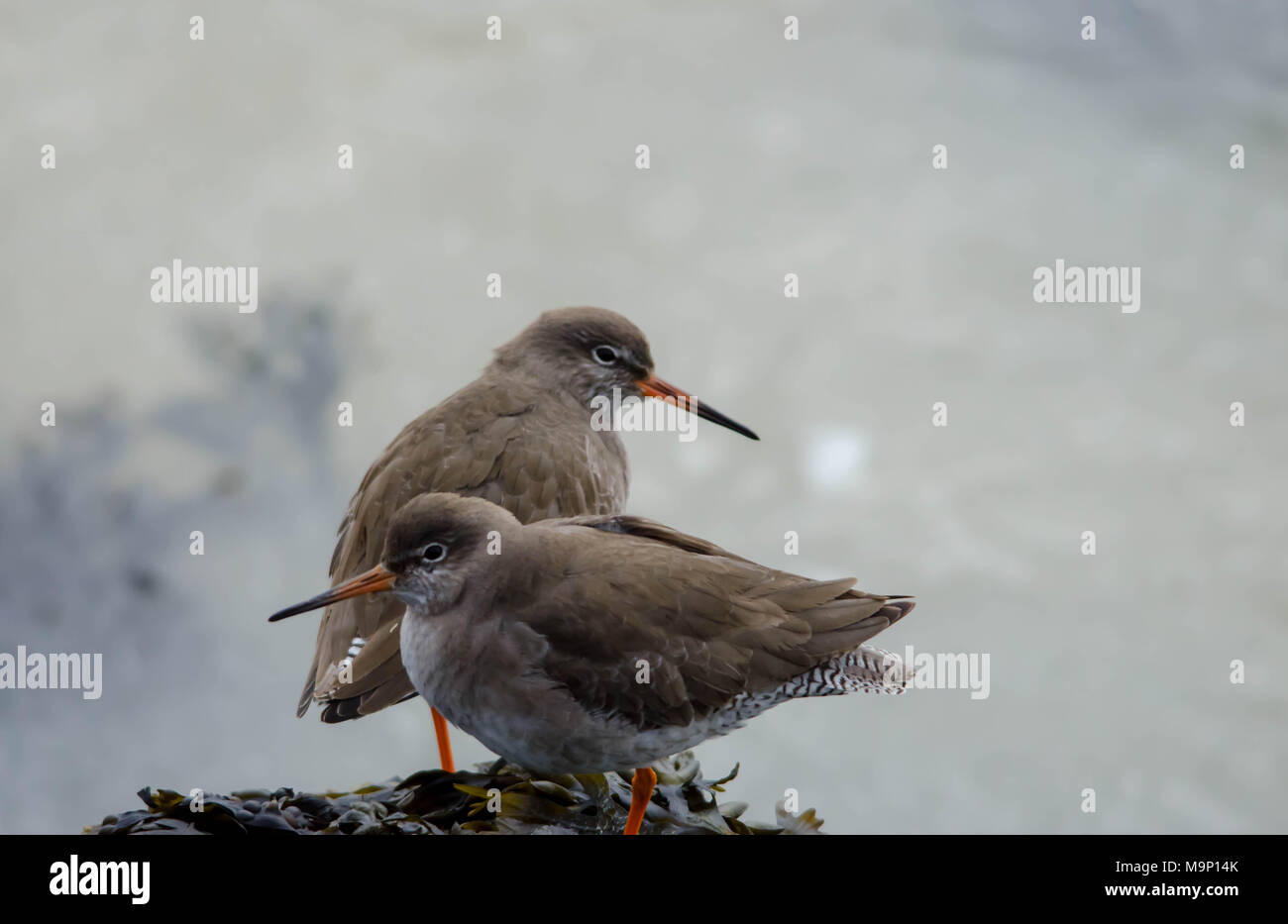 Red legged wading bird hi-res stock photography and images - Alamy