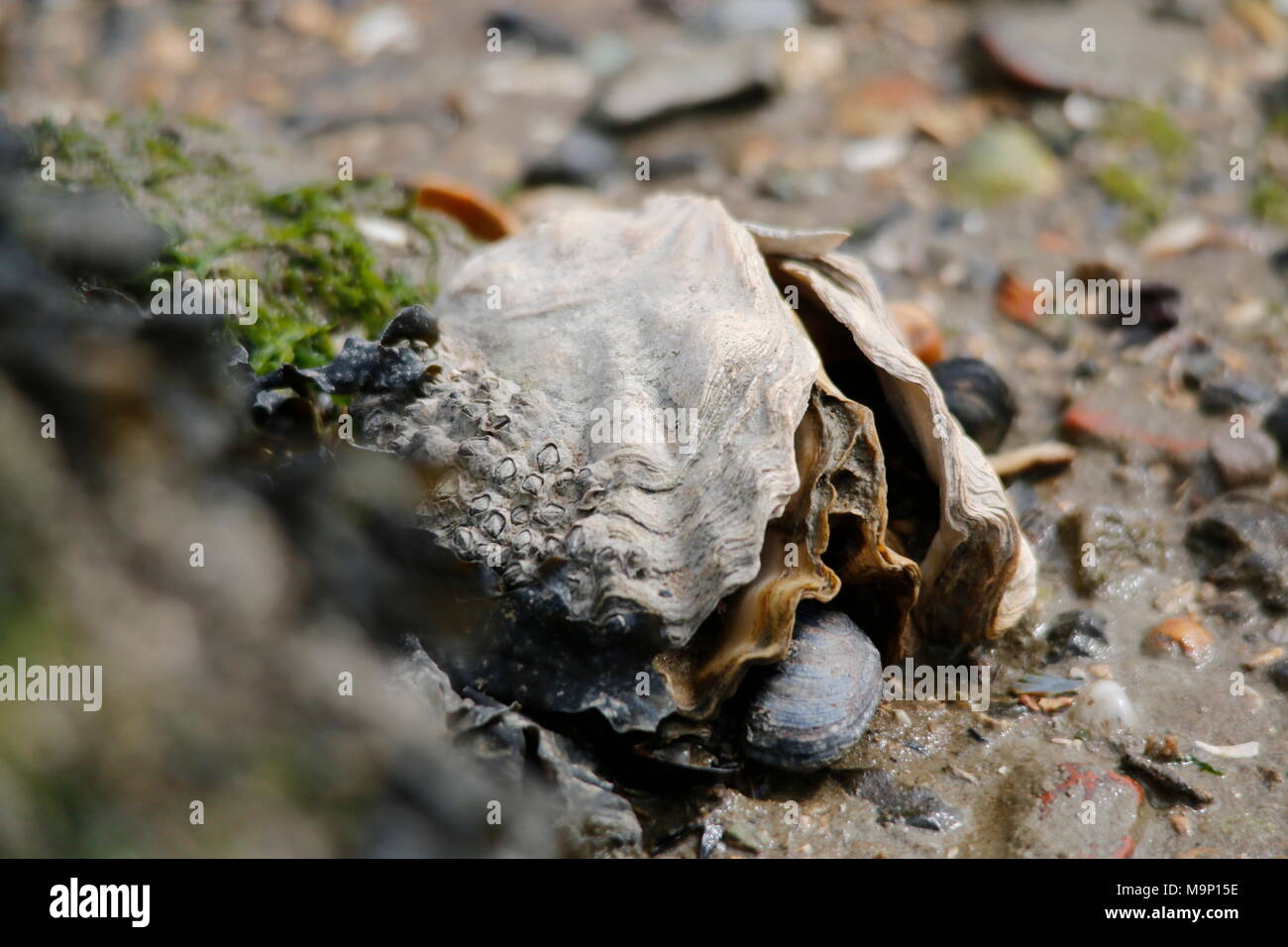 Sea shells at the shore Stock Photo - Alamy