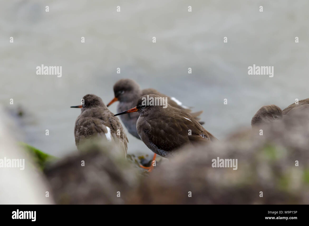 Red legged wading bird hi-res stock photography and images - Alamy