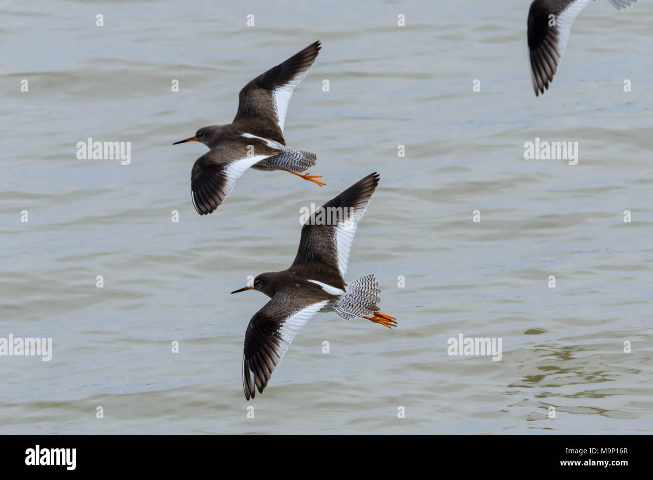Red legged wading bird hi-res stock photography and images - Alamy