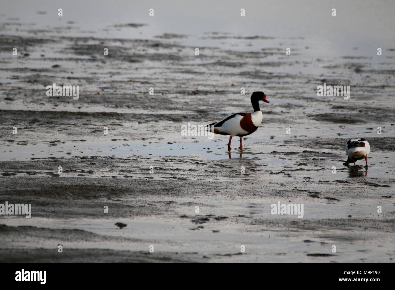 common shelduck a colorful bird Stock Photo - Alamy
