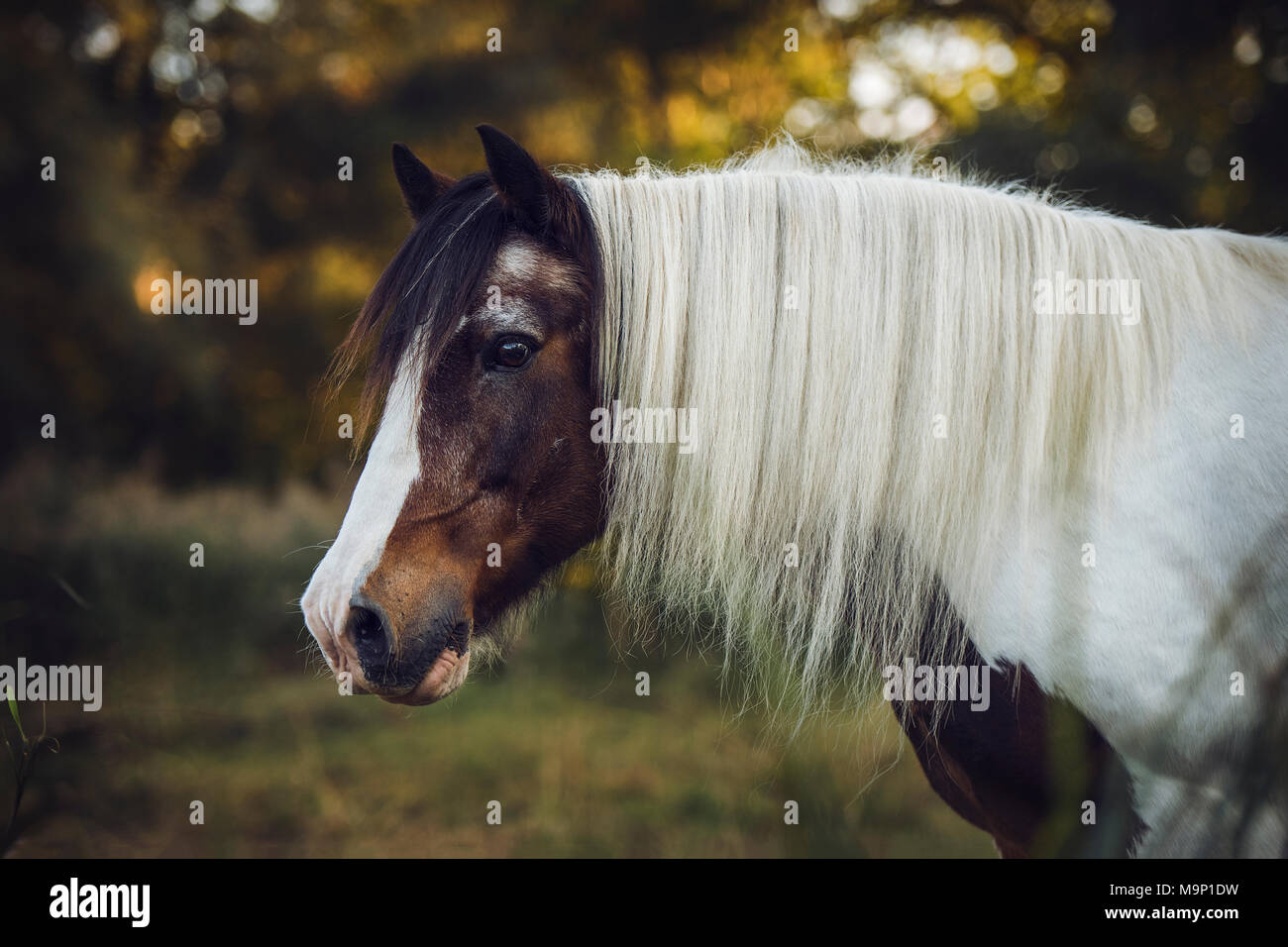 Tinker (Equus) on the meadow, animal portrait, Switzerland Stock Photo ...