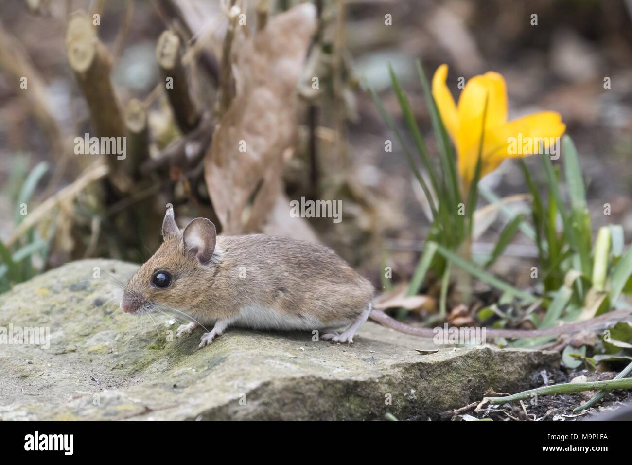 Yellow-necked mouse (Apodemus flavicollis), Hesse, Germany Stock Photo ...