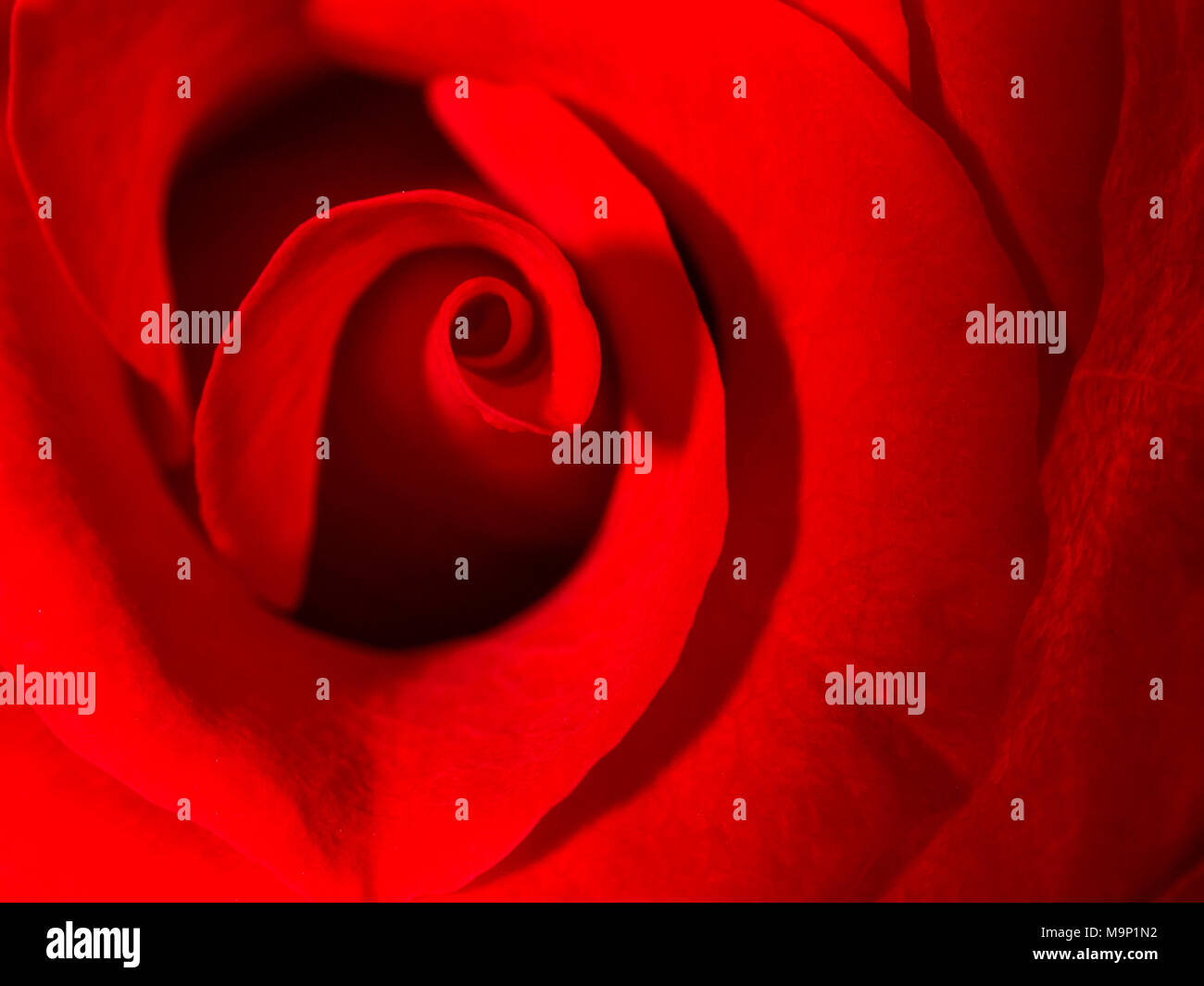 Close up shot red roses hi-res stock photography and images - Alamy