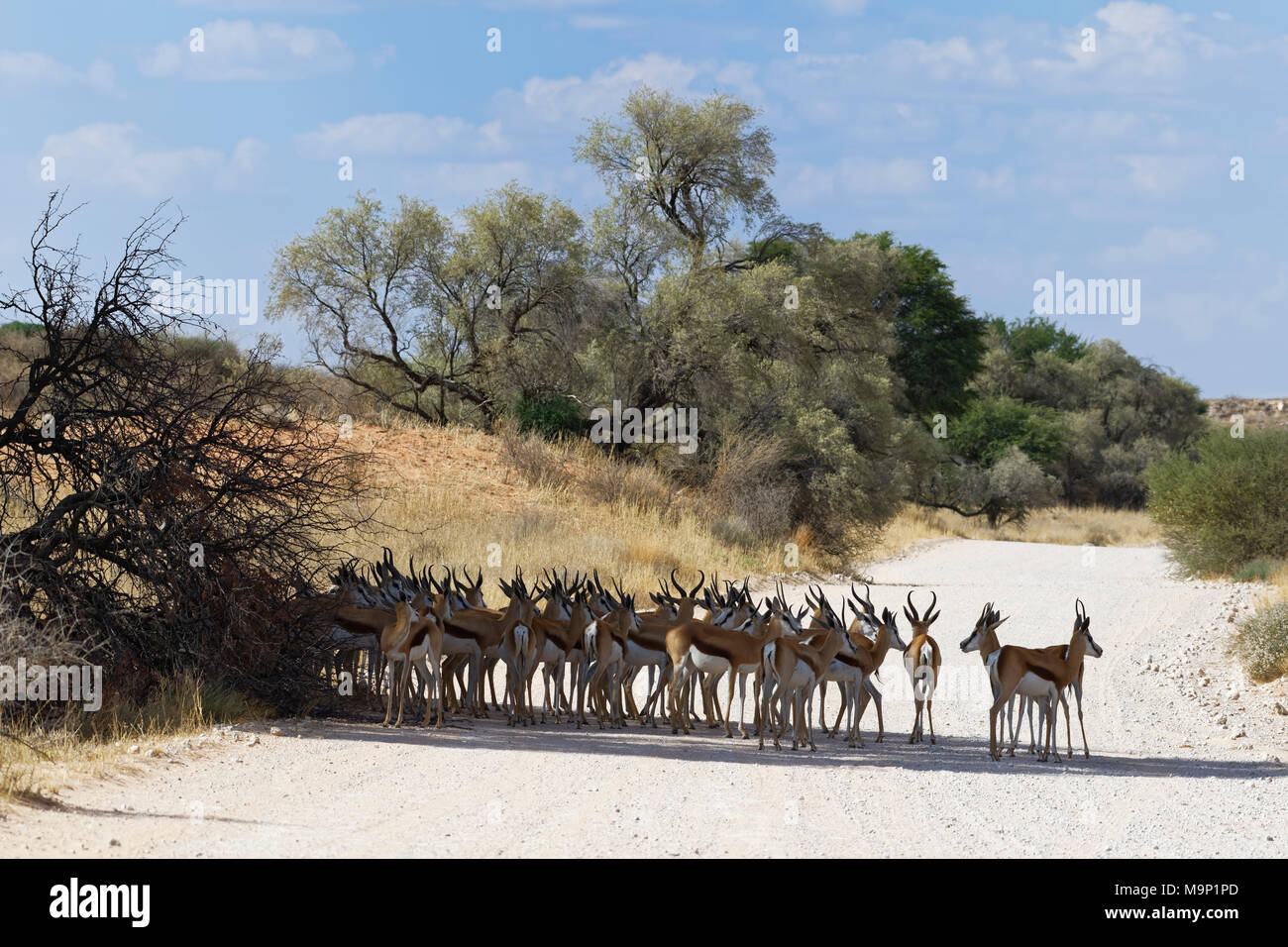 Herd springboks road hi-res stock photography and images - Alamy