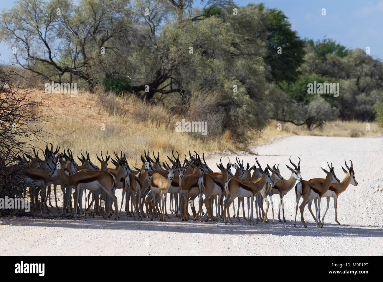 Herd of springboks (Antidorcas marsupialis) standing in the shade, in ...