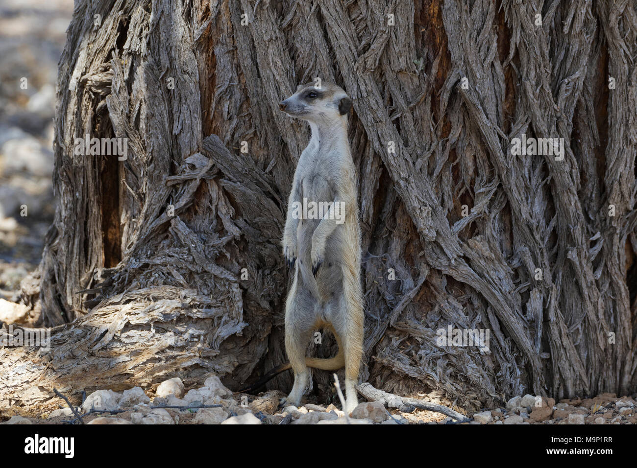 Adult Male Meerkat High Resolution Stock Photography and Images - Alamy