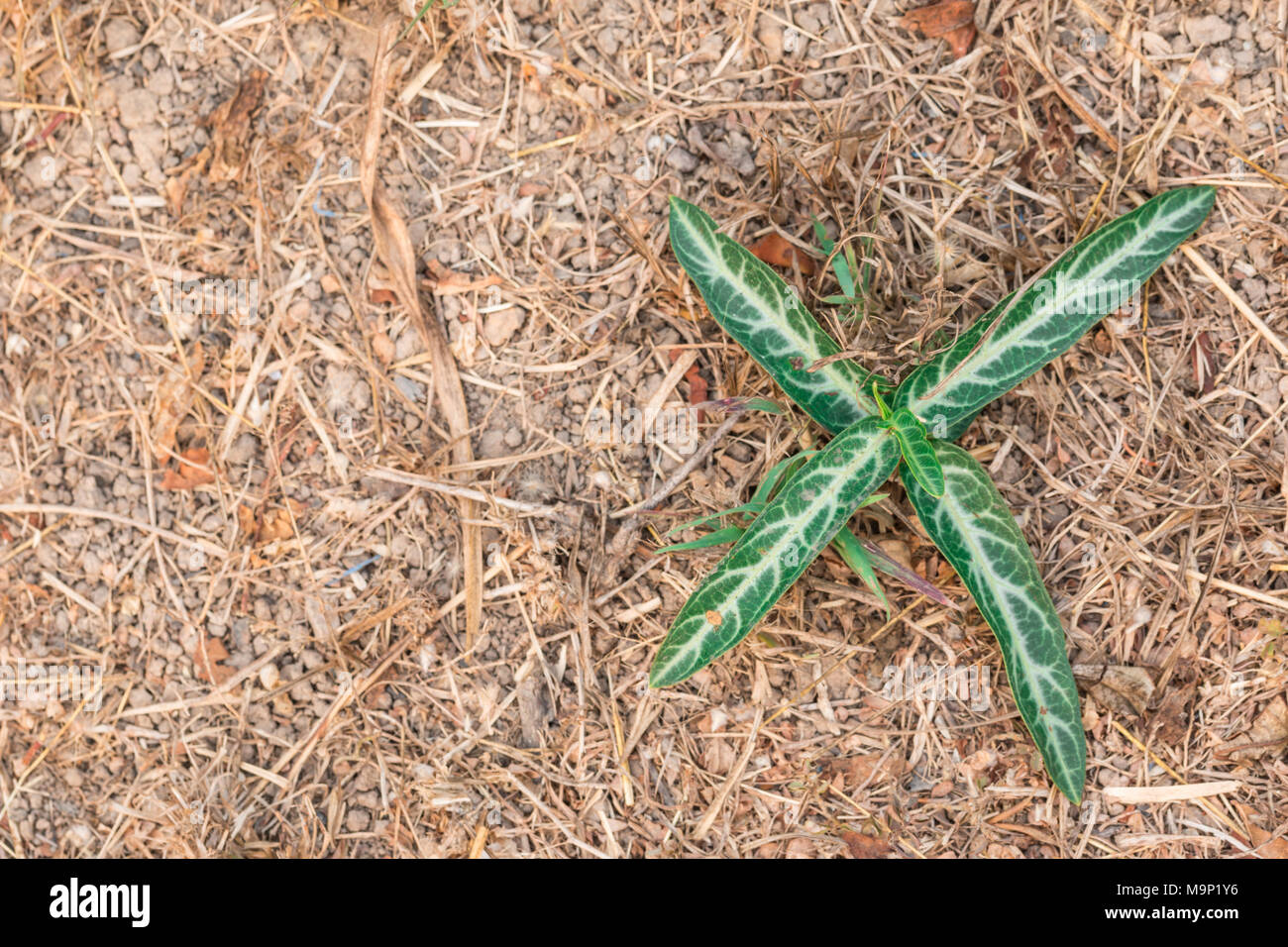 Seedling green plant surface top view textured background Stock Photo ...