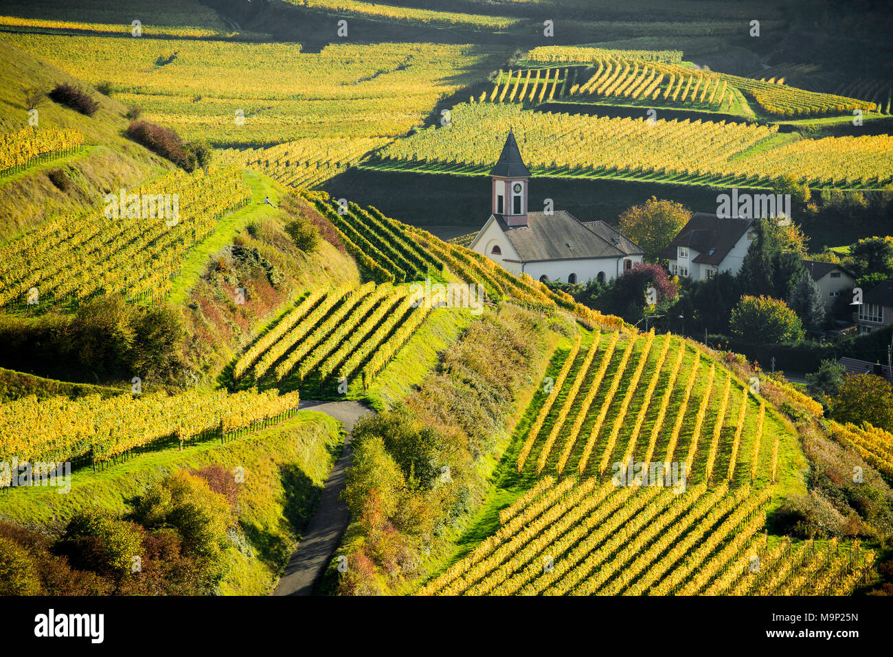 Village in the vineyards in autumn, Altvogtsburg, Oberbergen ...