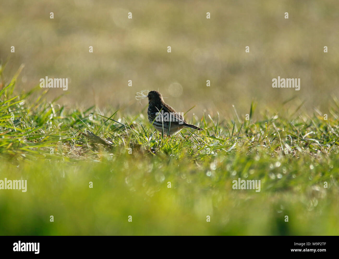 Wood trush hi-res stock photography and images - Alamy