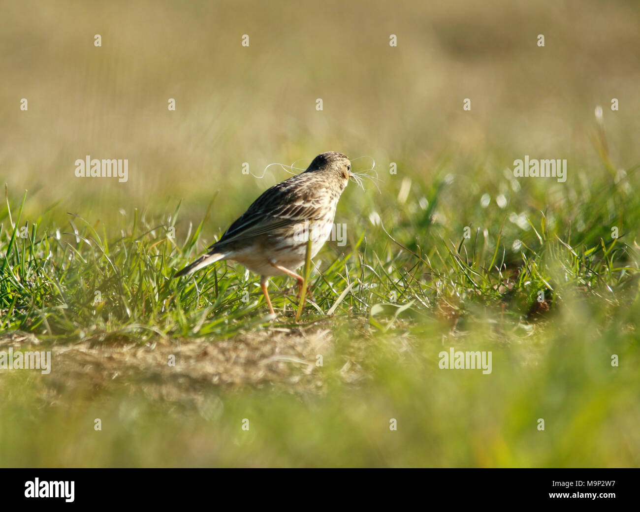 Wood trush hi-res stock photography and images - Alamy