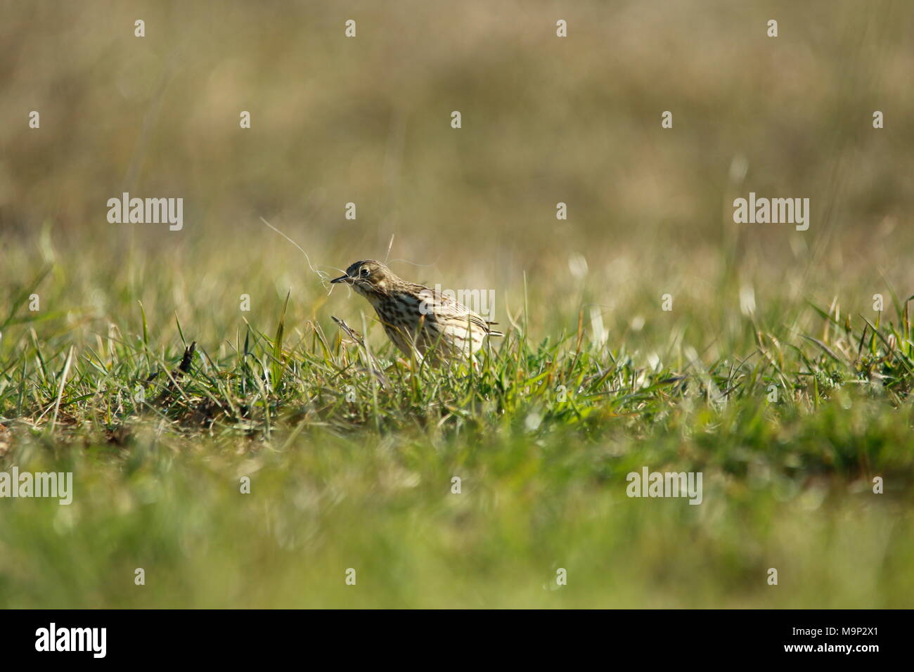 song trush making a nest Stock Photo - Alamy