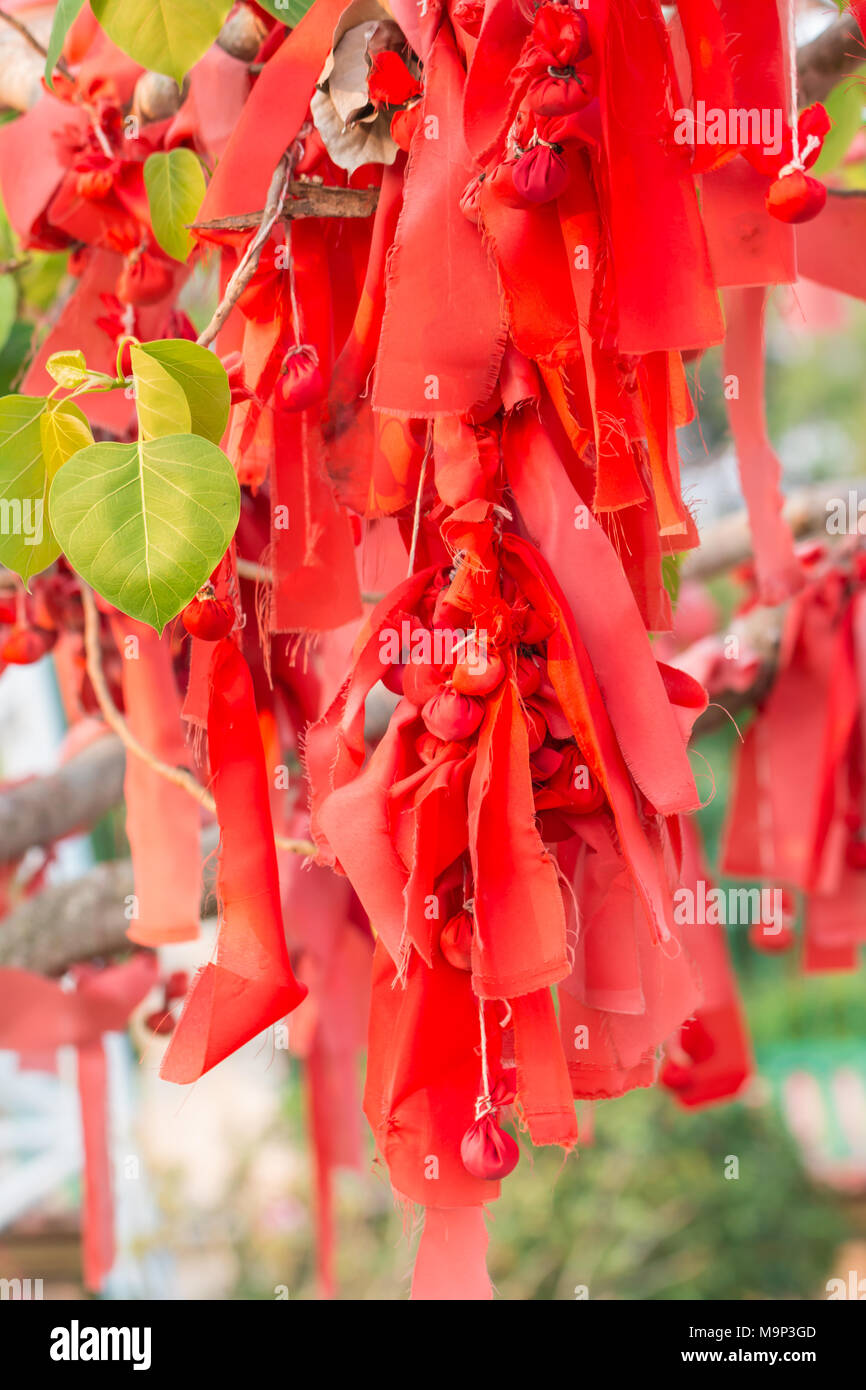 Beautiful bodhi tree symbol hi-res stock photography and images - Alamy