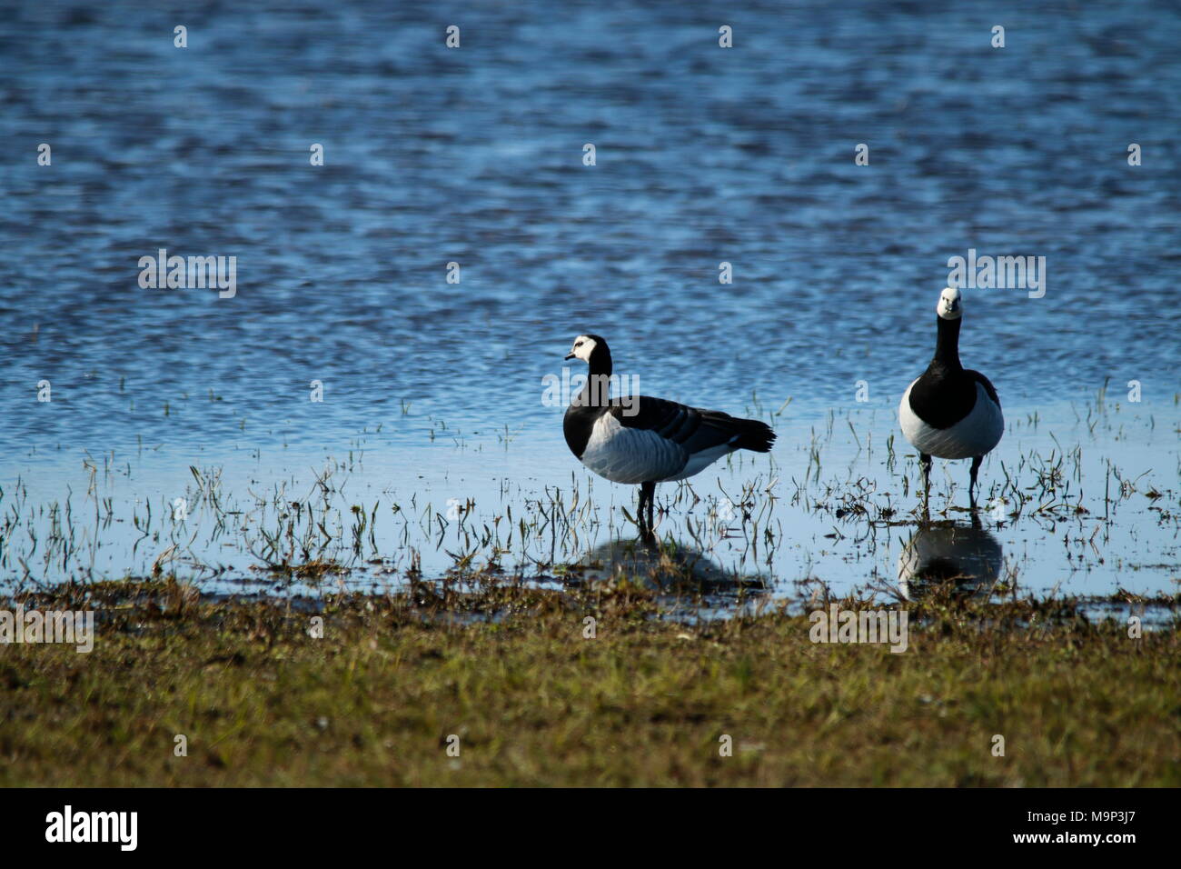 Barnacle geese in a pool Stock Photo - Alamy
