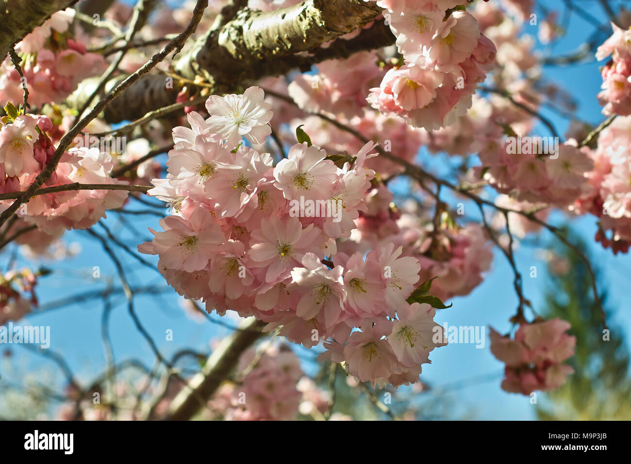 Spring cherry Accolade, Early ornamental cherry, Japanese cherry ...