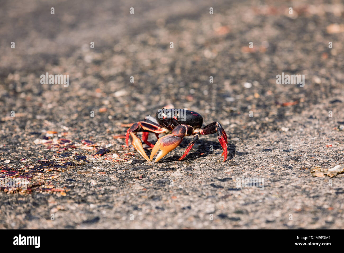 Red Migrating crab Cuba Gecarcinus ruricola on the road near Trinidad ...